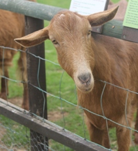 Goat Keeping online Course | Distance learning